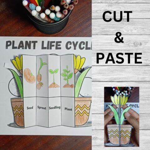 life cycle of a Plant foldable kids craft science activity spring ...