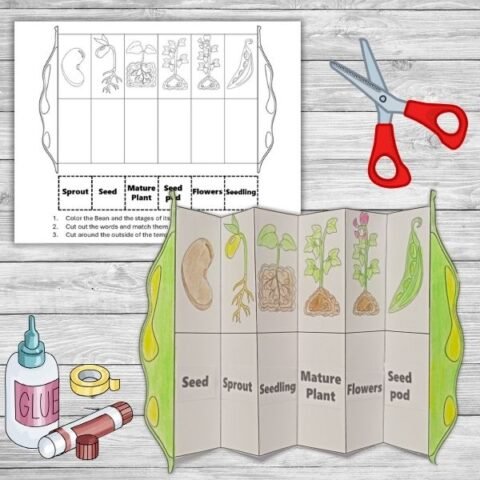 Life cycle of a bean plant foldable sequencing - Fun cut and paste ...