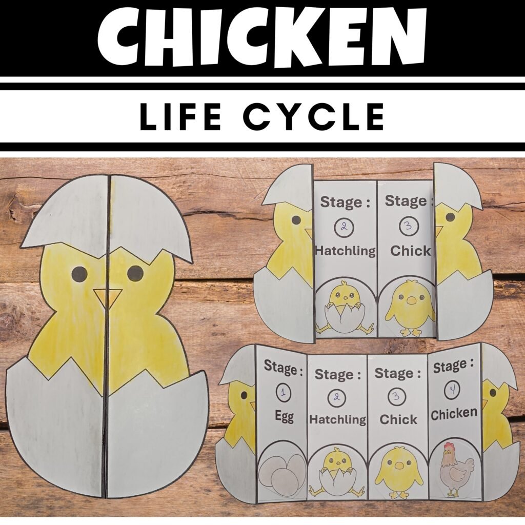 Life Cycle of a Chicken : Cut and Paste Foldable Sequencing craft - The ...